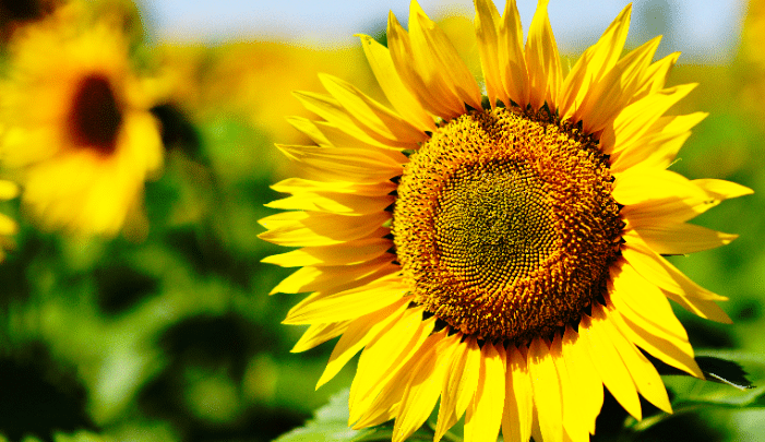 Fun Facts About National Sunflower Day - Support for Stepdads